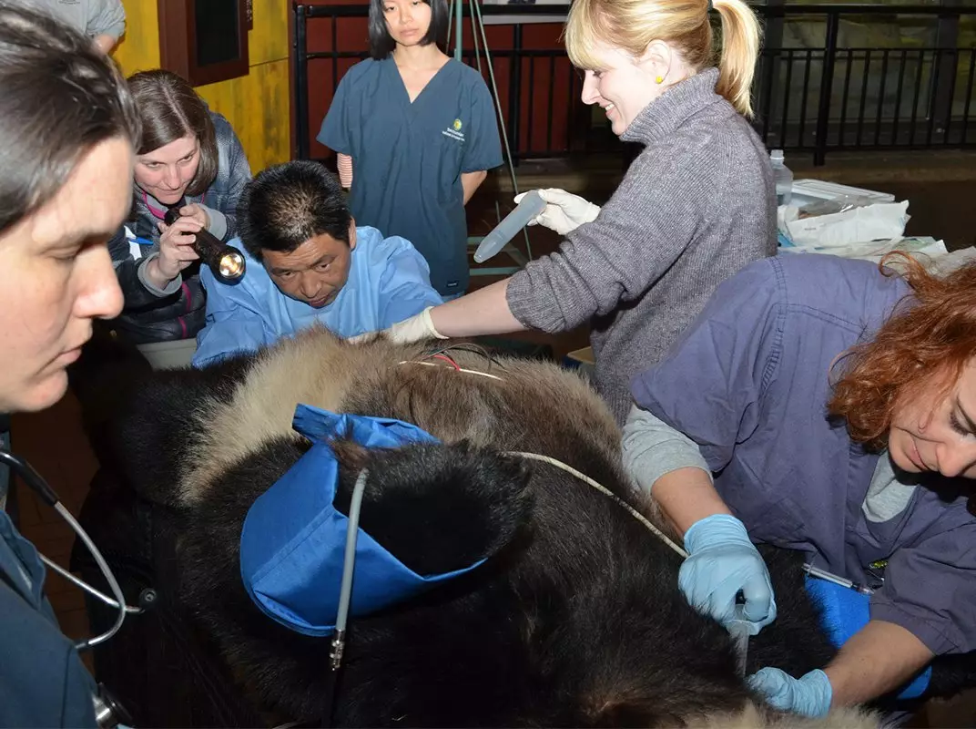 Perché Panda Sex non è in bianco e nero 40686_2