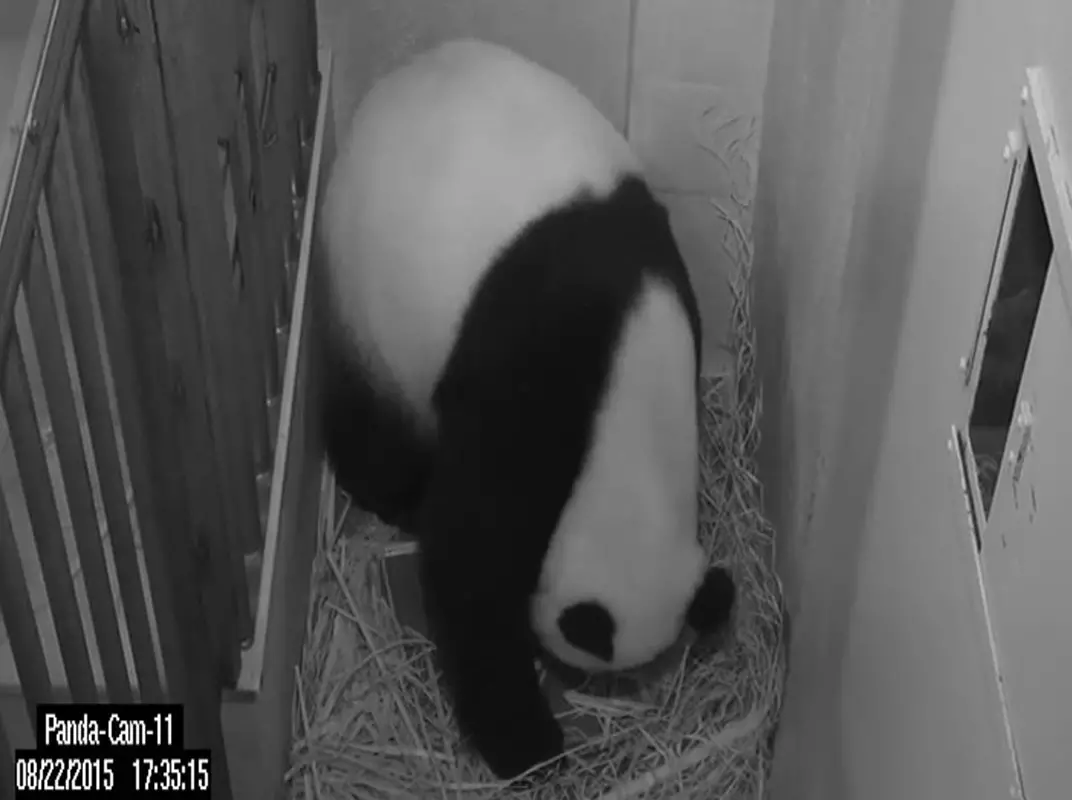 Perché Panda Sex non è in bianco e nero 40686_6