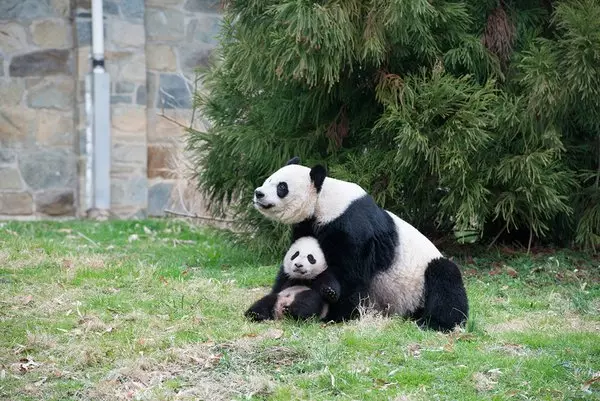 Γιατί το σεξ των Panda δεν είναι ασπρόμαυρο 40686_8