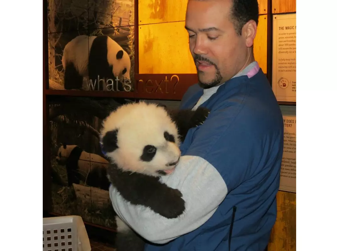 C'est facile de tomber amoureux d'un panda. Mais nous aiment-ils en retour ? 40769_3