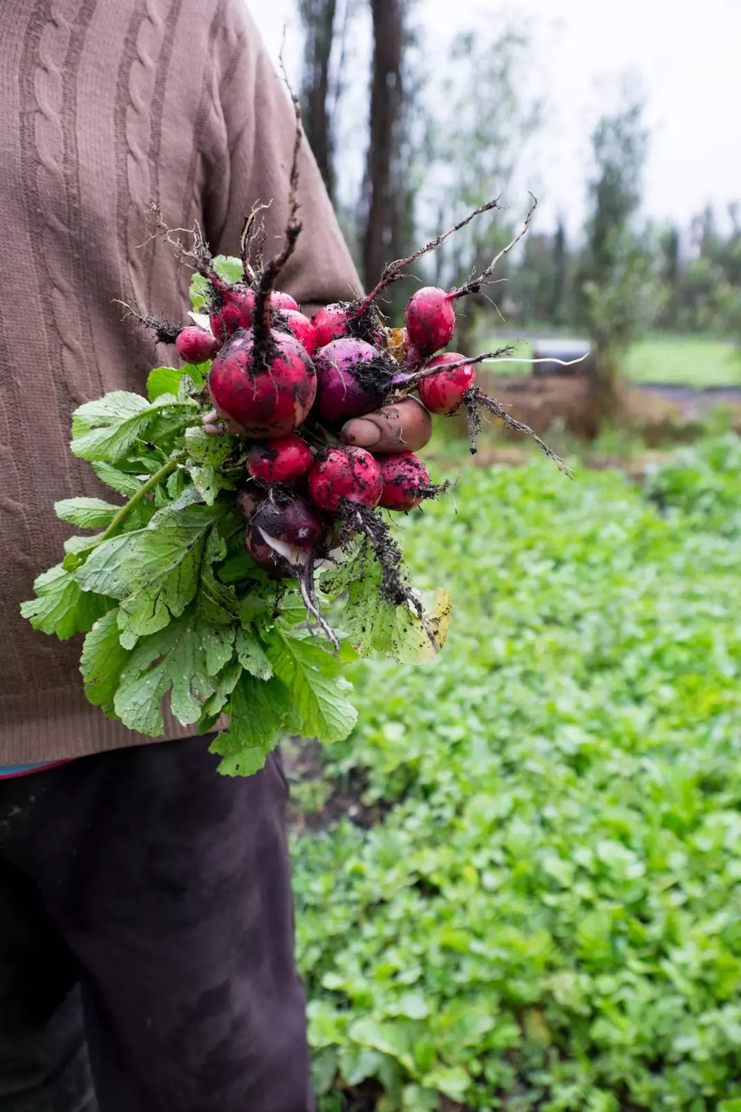 Bustani za Kuelea za Xochimilco