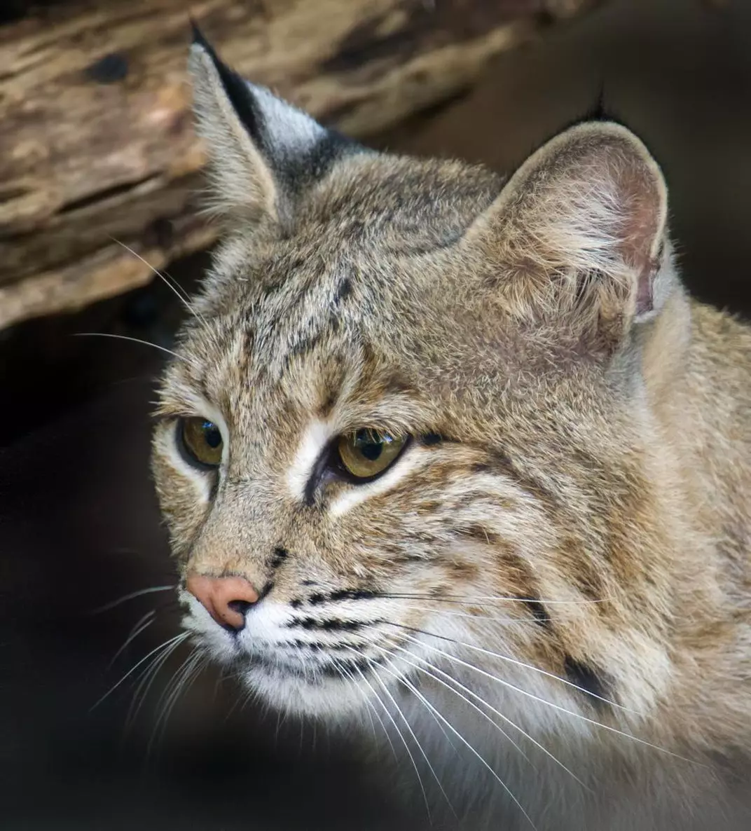 Ollie si Bobcat