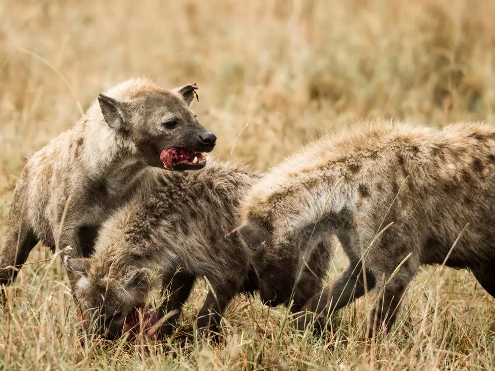 Kumakain ang mga hyena