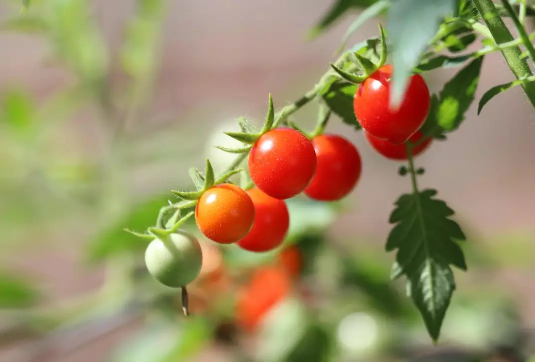 ٹماٹروں کو ان کی مکمل ذائقہ والی شان میں واپس کرنے کی جستجو