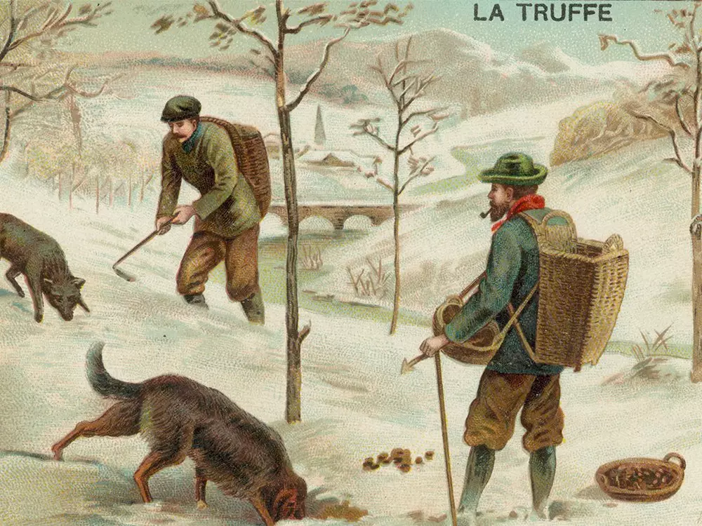 Illustration de la chasse aux truffes
