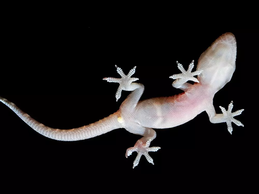 Скло Gecko