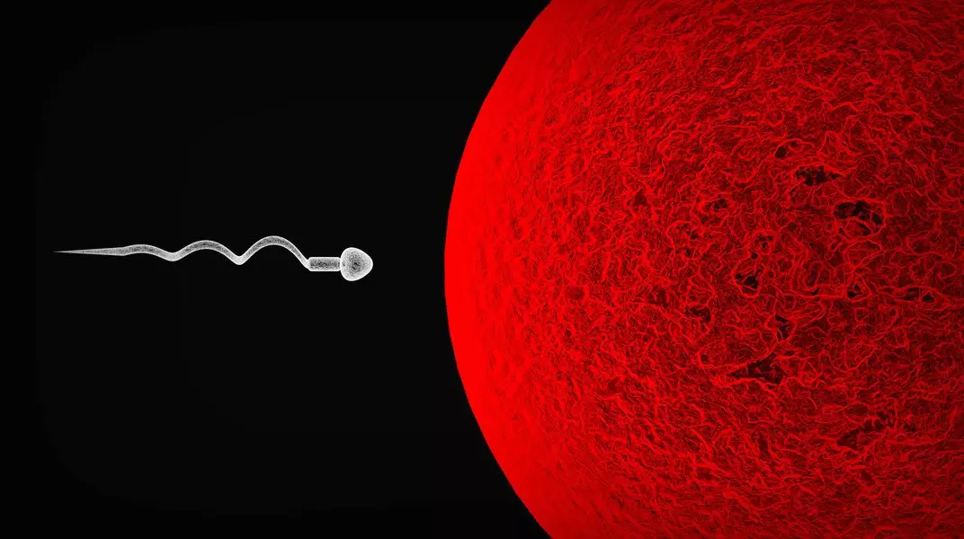 Een enkel sperma versus een enkel ei is geen geschikte vergelijking.