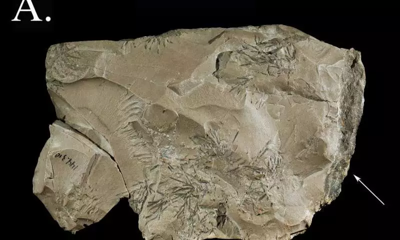 Roccia di Neanderthal