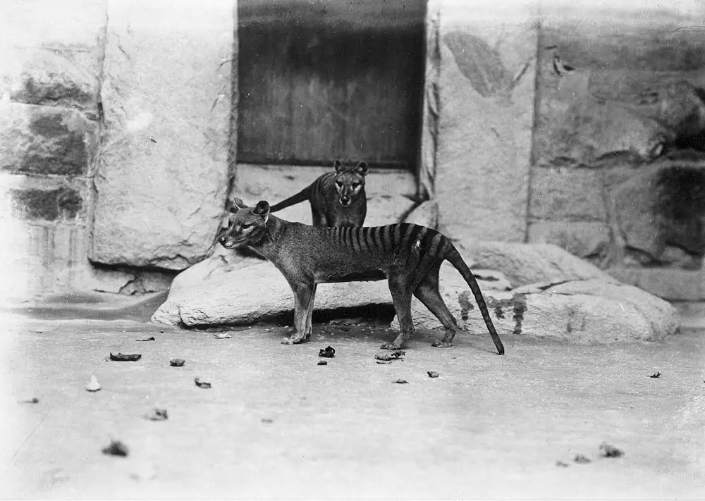 Zoo Thylacine