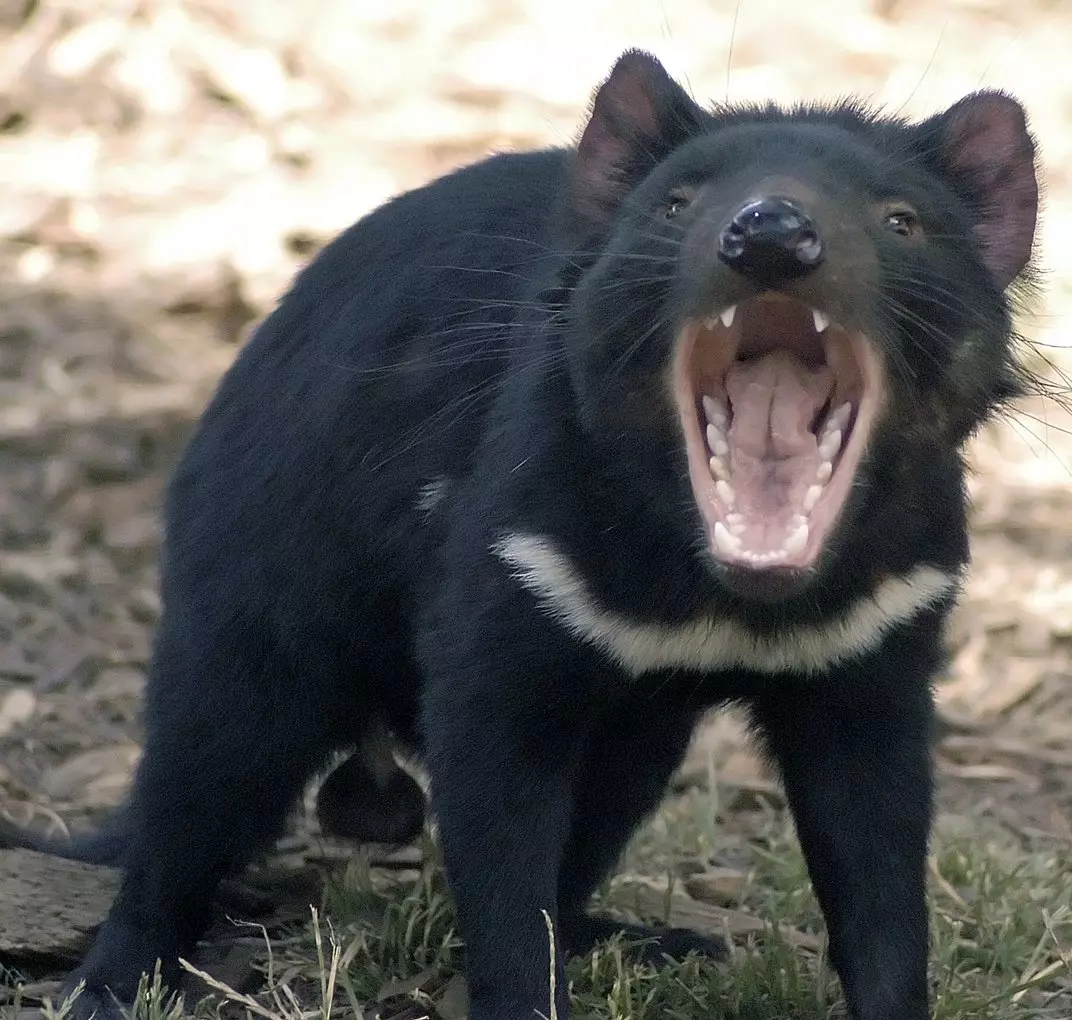Tasmanian Iblis