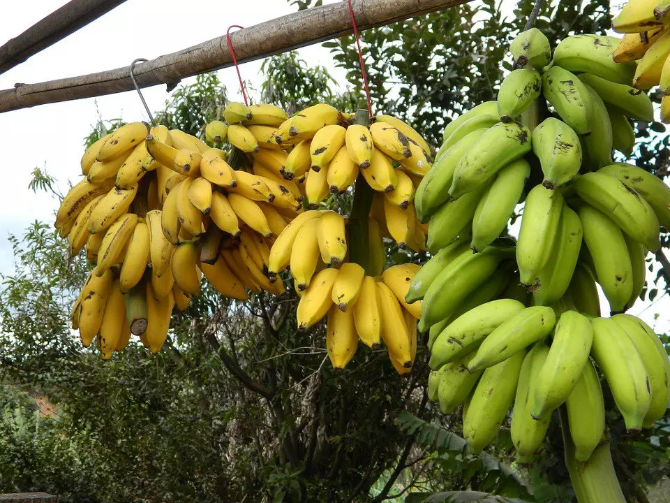 hrpa-banana-101594_960_720.jpg