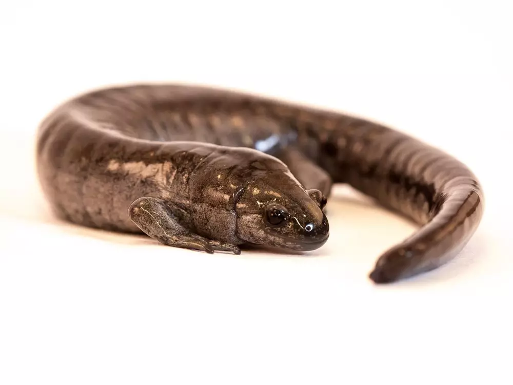 Salamandra de boca chica.jpg