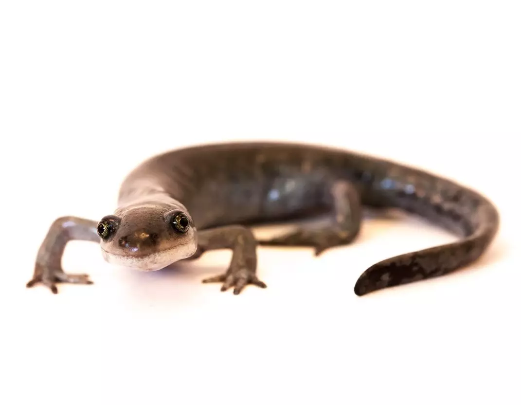 Wanneer is seks de moeite waard om ver te gaan? Als je een salamander bent, blijkbaar?