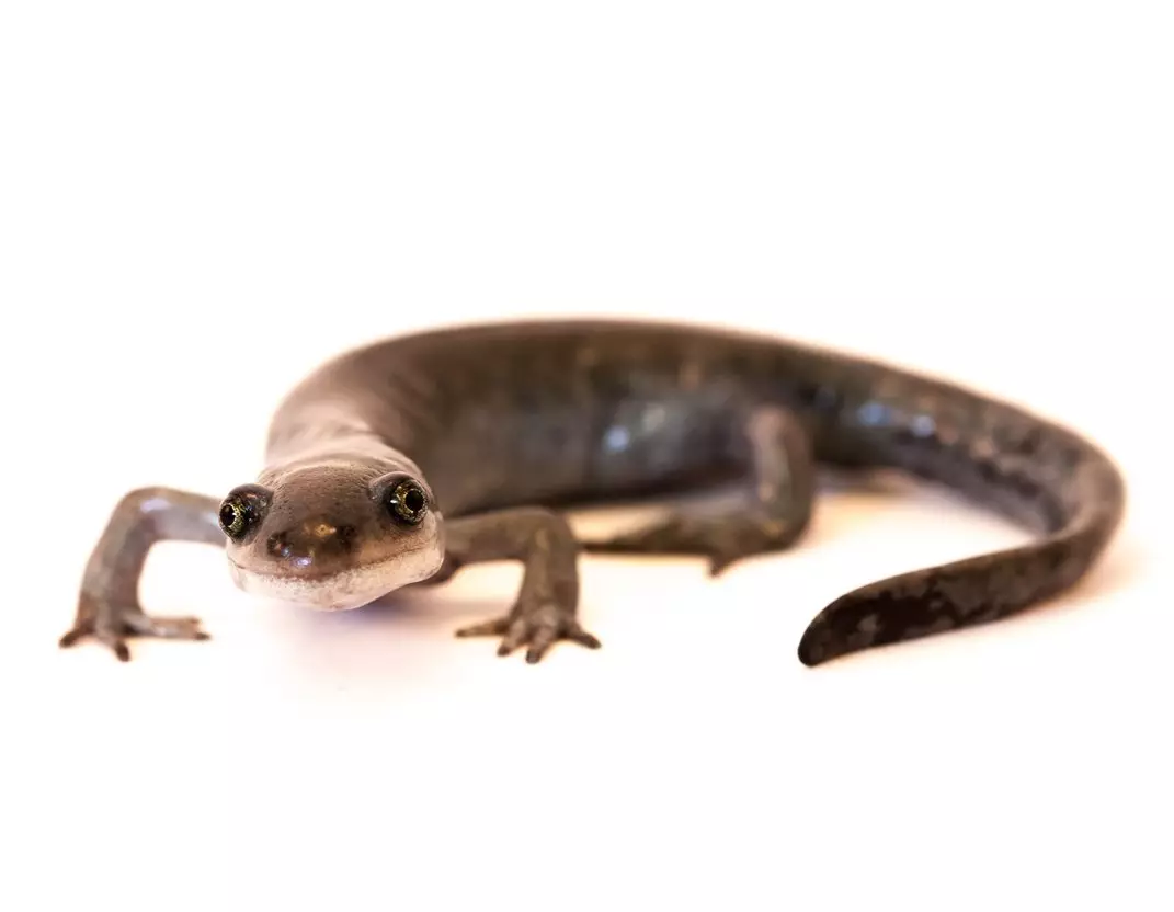 ¿Cuándo vale la pena el sexo para recorrer la distancia? Cuando eres una salamandra, aparentemente