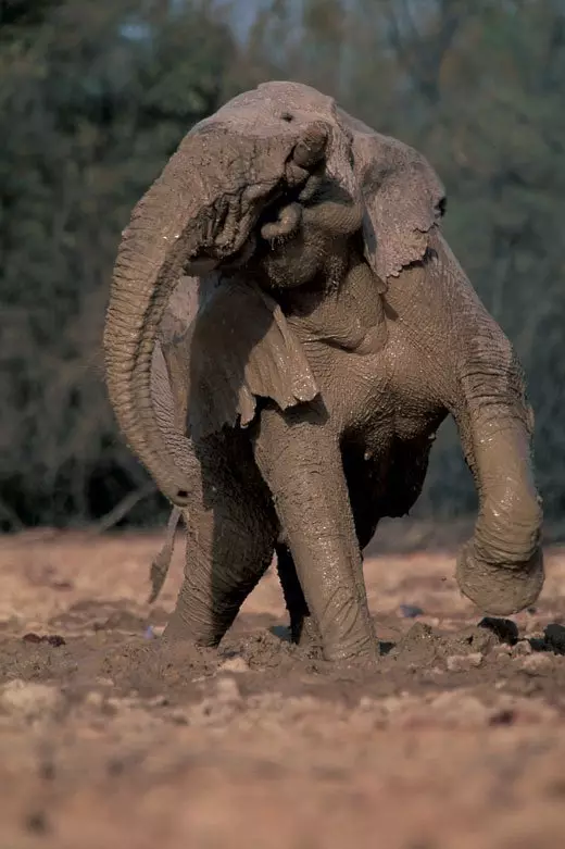 Savante la Migrantajn Elefantojn de Malio 4120_2