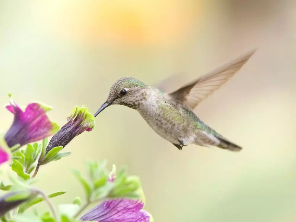 Hummingbird ပန်း
