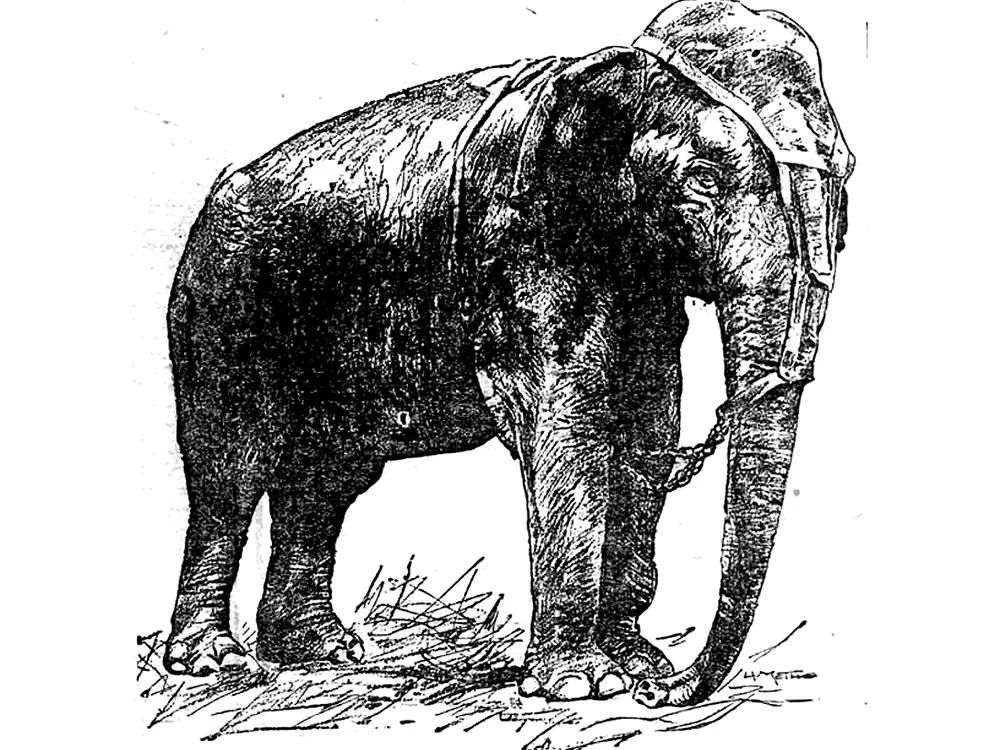 Topsy de olifant was een slachtoffer van haar ontvoerders, niet Thomas Edison