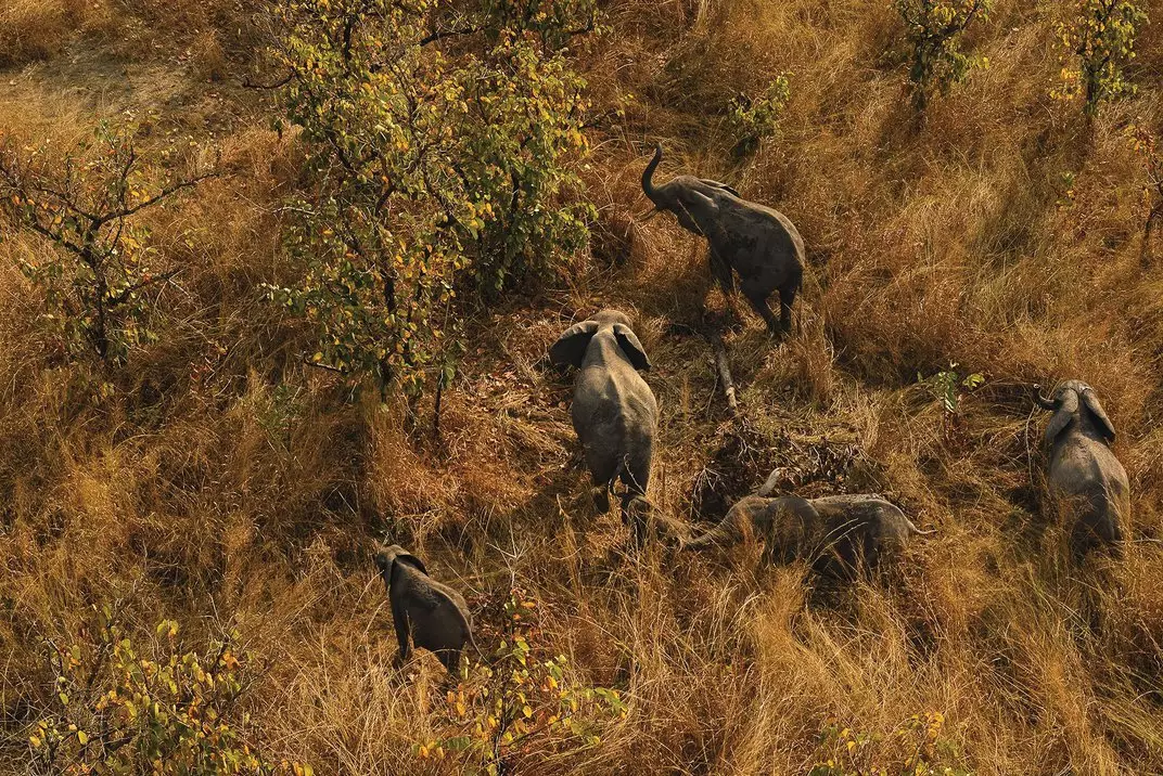 الأفيال في غارامبا في الكونغو