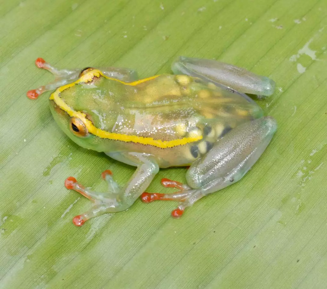 Conozca a los investigadores que recorren los rincones más peligrosos del mundo en busca de riquezas biológicas 41360_2