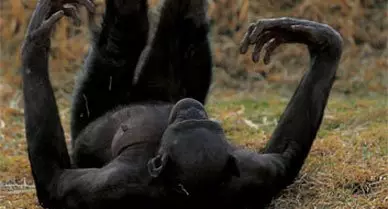La Saĝa kaj Svinganta Bonobo