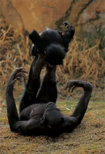 The Smart ແລະ Swinging Bonobo 4158_1