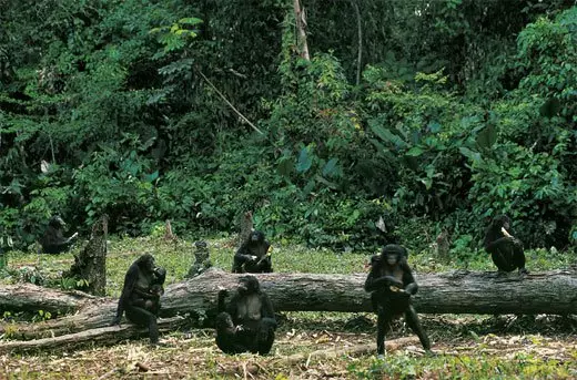 Protingas ir svyruojantis Bonobo 4158_3