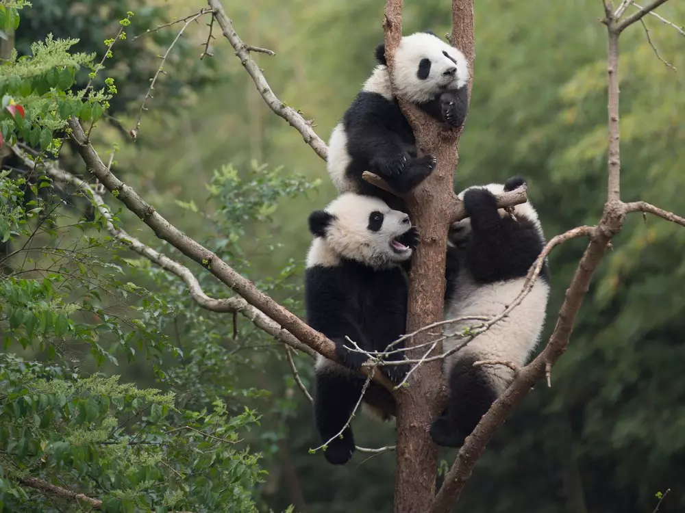 Puppelchen pandas