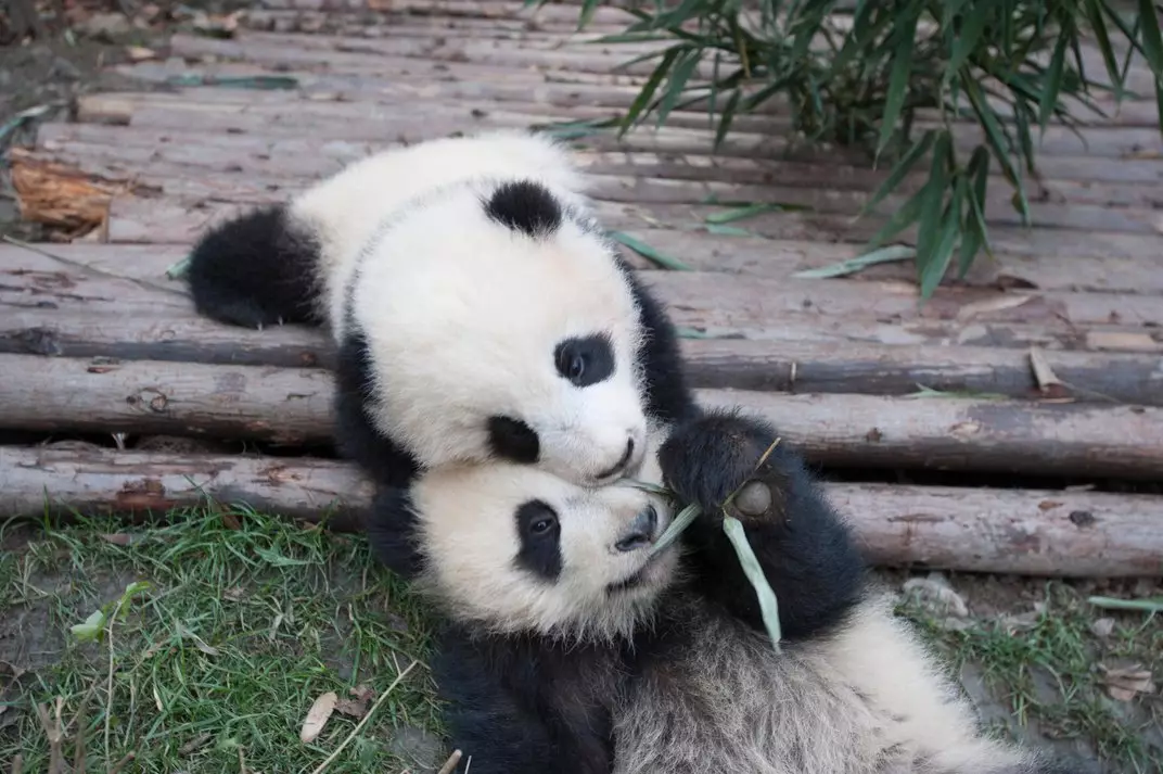 Baby pandas