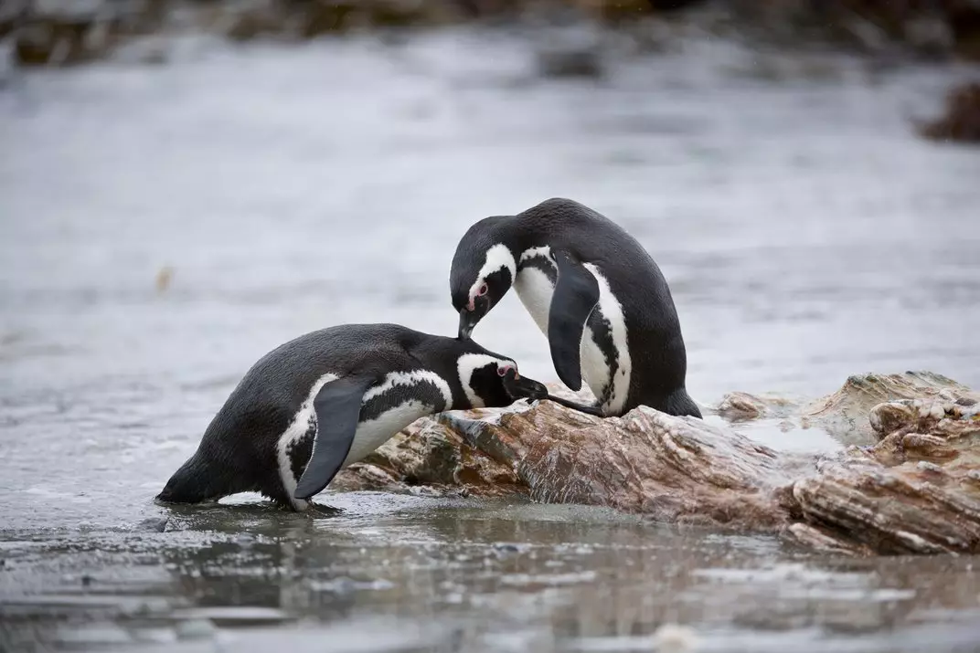 Penguin