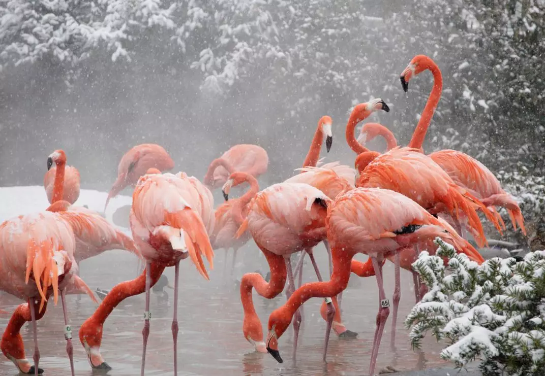 Flamingos chillin 'នៅក្នុងអាងទឹកក្តៅរបស់ពួកគេ។
