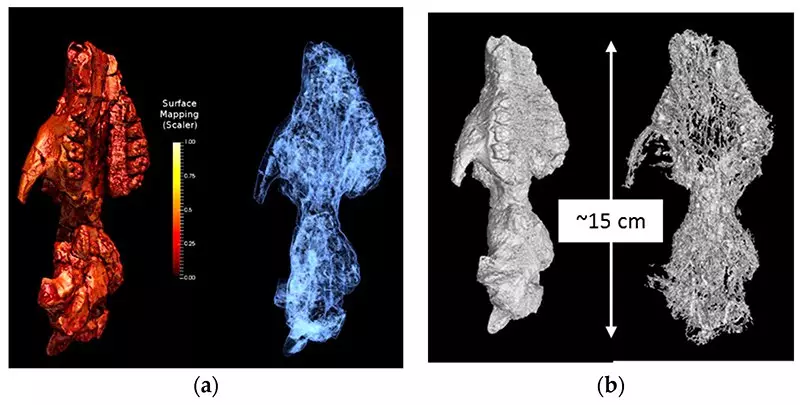 Teknologjia bërthamore mund të ndihmojë në vënien në fokus të evolucionit të hershëm të gjitarëve