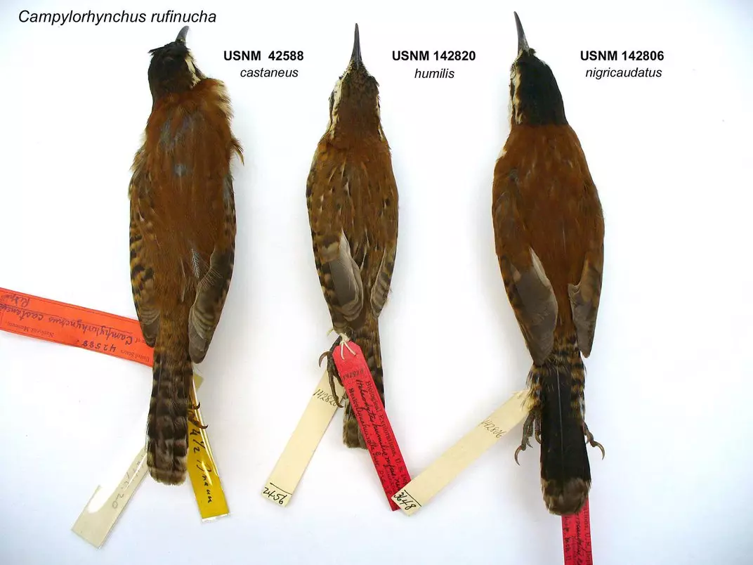 Wat we kunnen leren van een nieuwe levensboom voor vogels