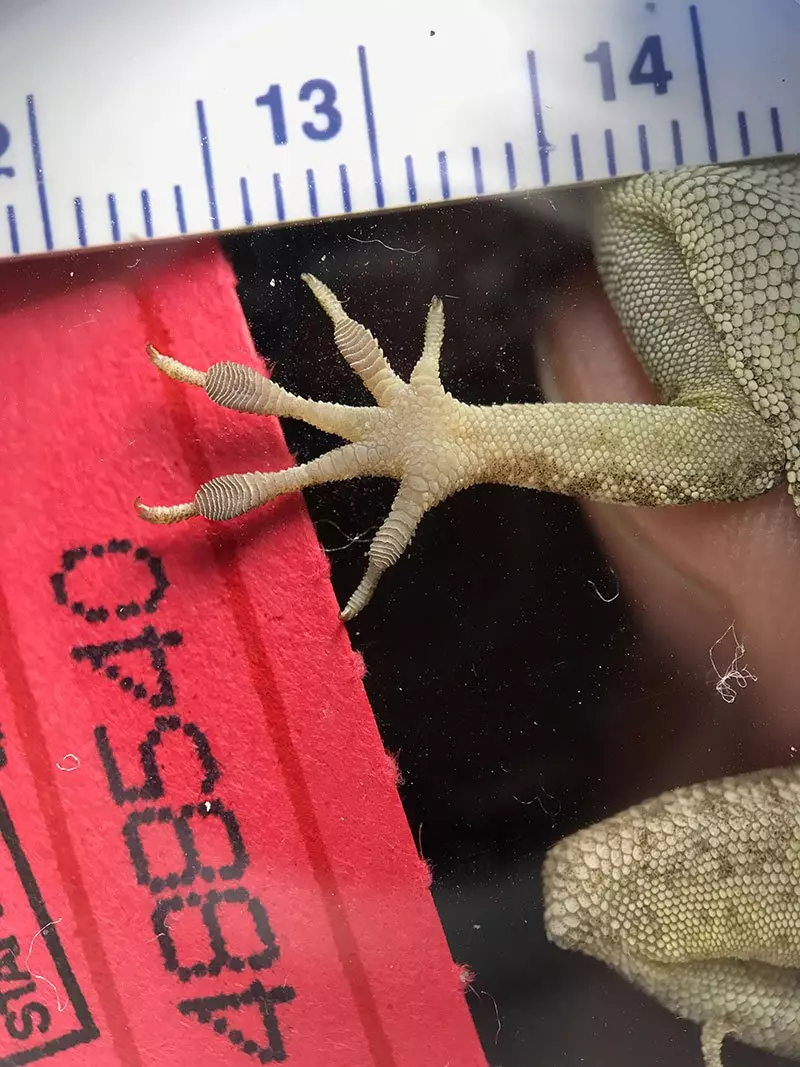 Șopârlele cu degete mari și picioare mai mici din spate supraviețuiesc uraganelor