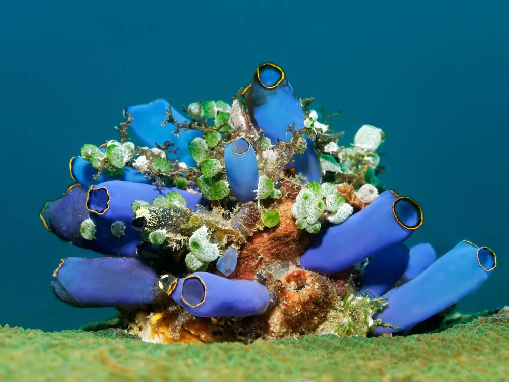 morské striekačky na koraloch