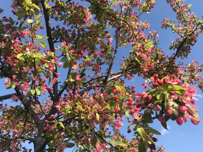 Fotografia kvetov jablone