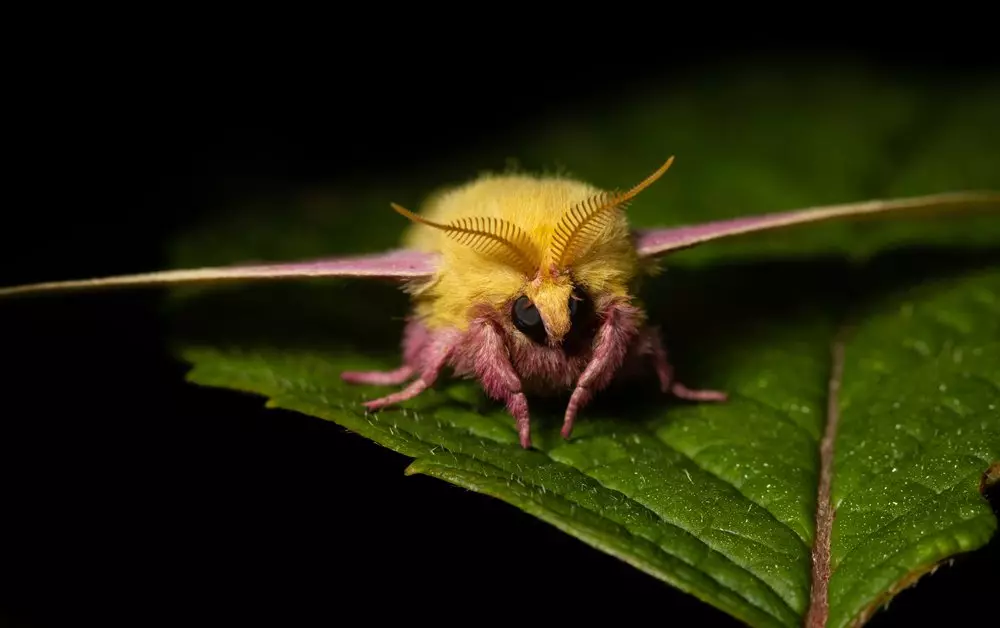 Ovi su moljci toliko prekrasni da 'posrame leptire'