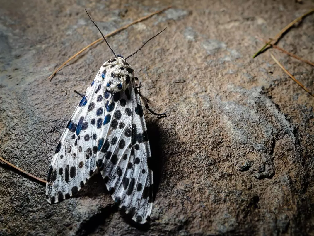 Leopard moth_25