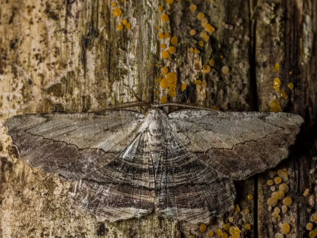 Lytrosis umum moth_16