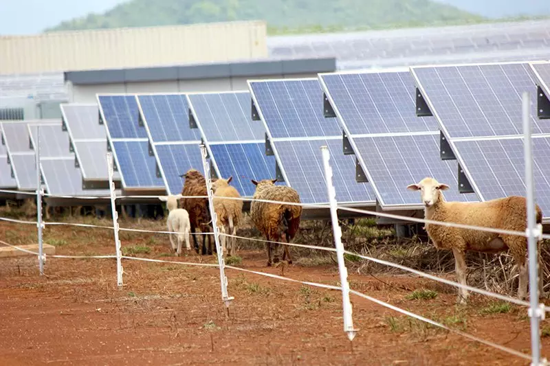 peternakan domba-di-solar-farm.jpg