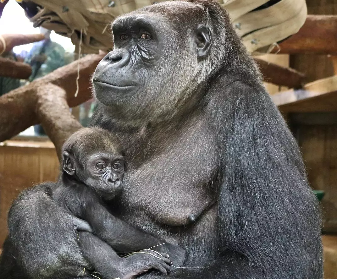 Közel négy hónapos korában az állatkert legfiatalabb gorillája elkezdte megmutatni vad gyökereit 43019_1