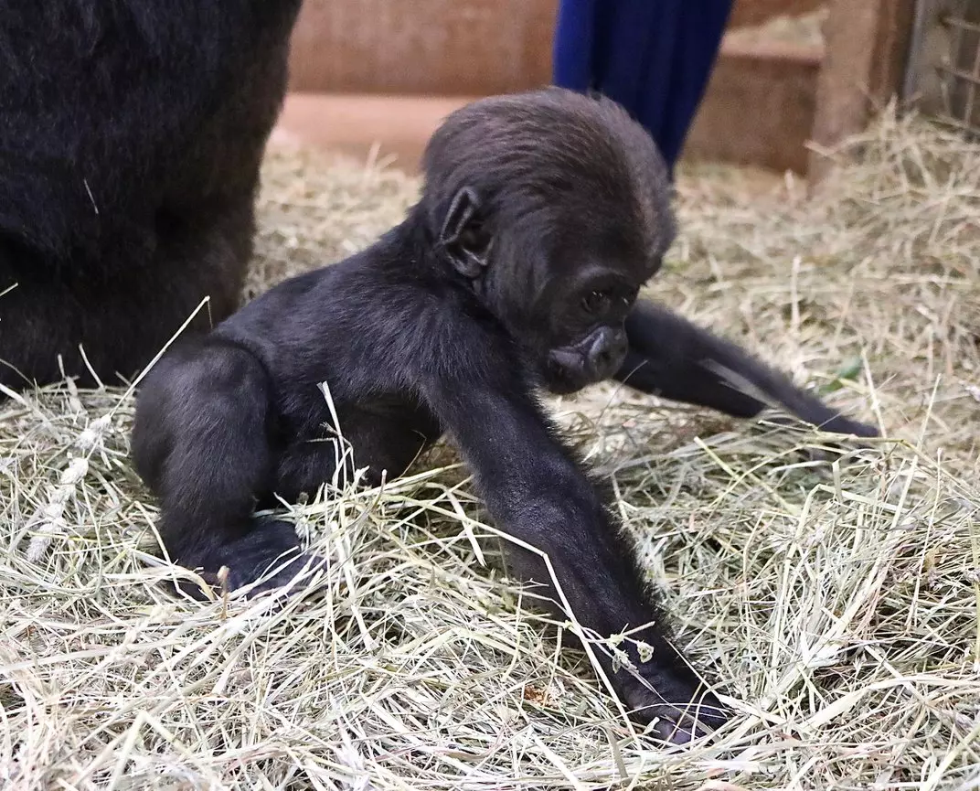 Közel négy hónapos korában az állatkert legfiatalabb gorillája elkezdte megmutatni vad gyökereit 43019_10