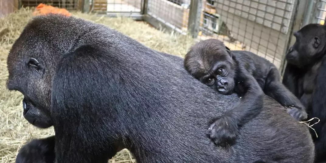 Közel négy hónapos korában az állatkert legfiatalabb gorillája elkezdte megmutatni vad gyökereit 43019_11