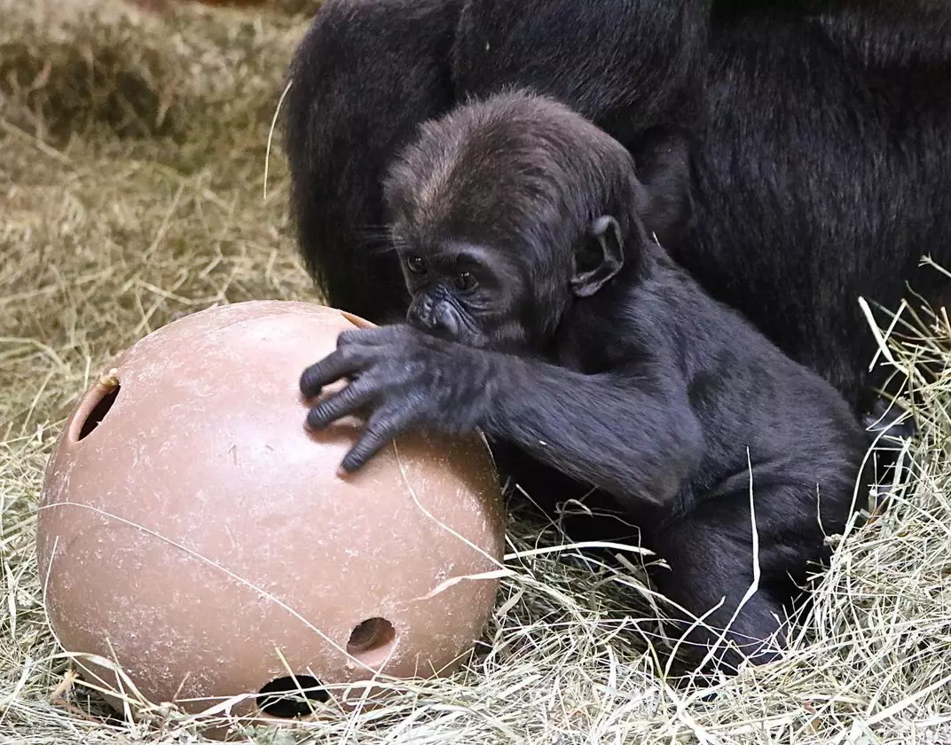 Közel négy hónapos korában az állatkert legfiatalabb gorillája elkezdte megmutatni vad gyökereit 43019_12