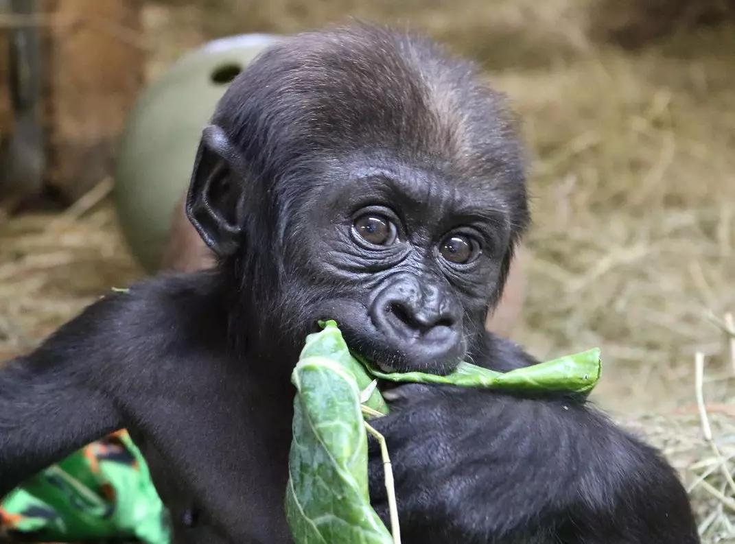 Közel négy hónapos korában az állatkert legfiatalabb gorillája elkezdte megmutatni vad gyökereit 43019_13