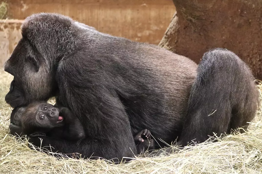 Közel négy hónapos korában az állatkert legfiatalabb gorillája elkezdte megmutatni vad gyökereit 43019_15