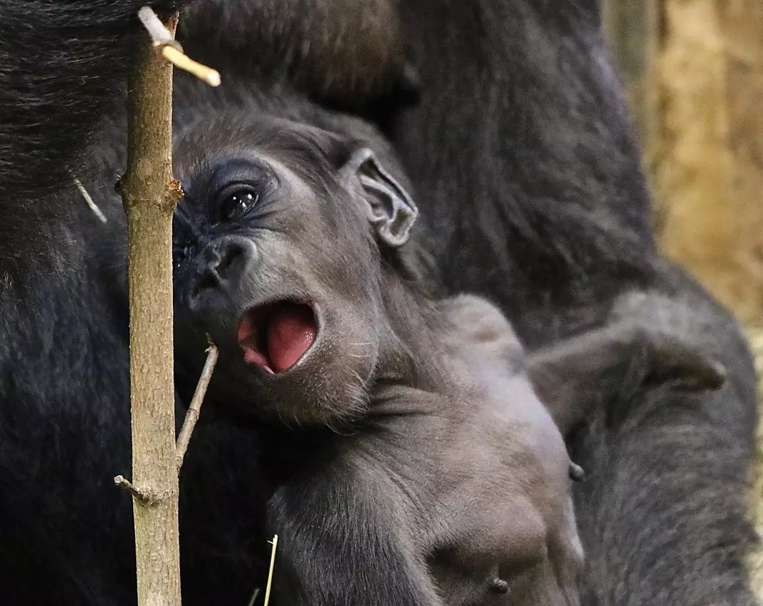 Közel négy hónapos korában az állatkert legfiatalabb gorillája elkezdte megmutatni vad gyökereit 43019_2