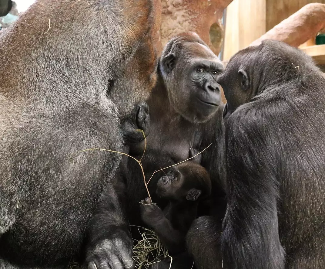 Közel négy hónapos korában az állatkert legfiatalabb gorillája elkezdte megmutatni vad gyökereit 43019_3