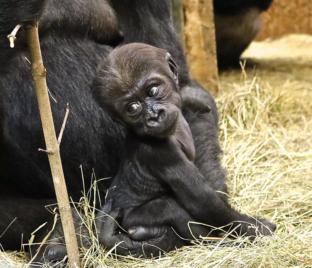 Közel négy hónapos korában az állatkert legfiatalabb gorillája elkezdte megmutatni vad gyökereit 43019_4