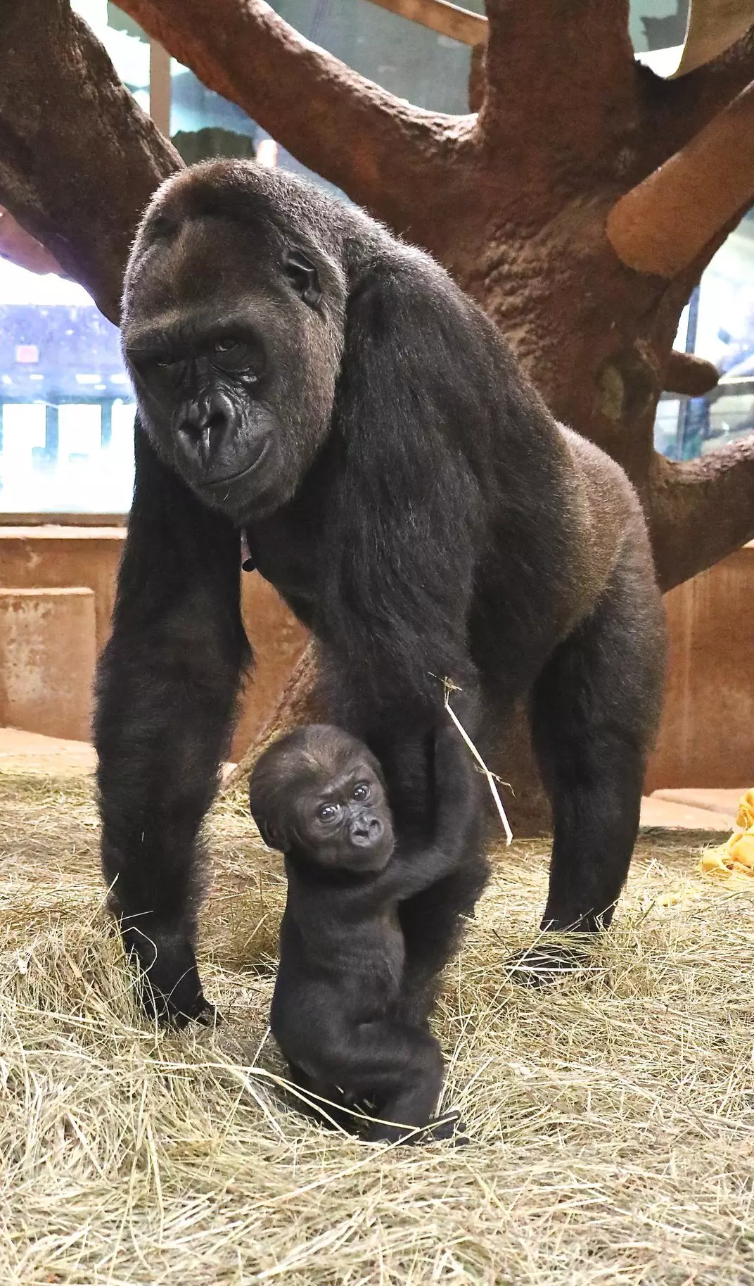 Közel négy hónapos korában az állatkert legfiatalabb gorillája elkezdte megmutatni vad gyökereit 43019_5