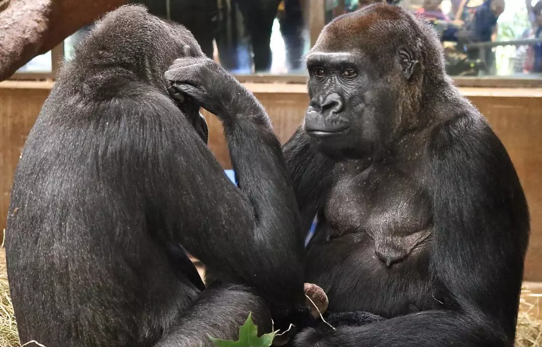 Közel négy hónapos korában az állatkert legfiatalabb gorillája elkezdte megmutatni vad gyökereit 43019_6